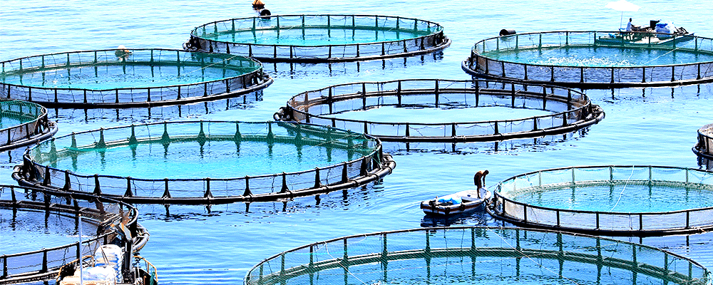 MSD Agrotech Pvt Ltd